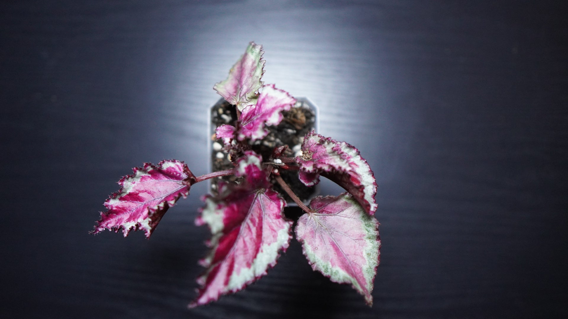 Rex Begonia (SpitFire) – Fauna Grows